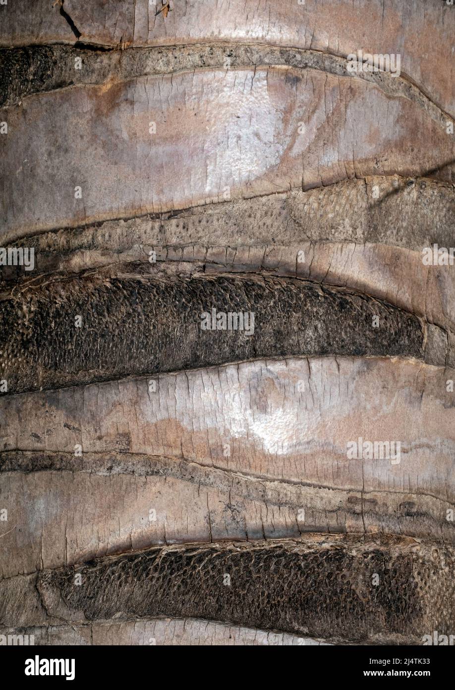 Close up view of Coconut Palm Tree Trunk in Bali, Indonesia Stock Photo ...