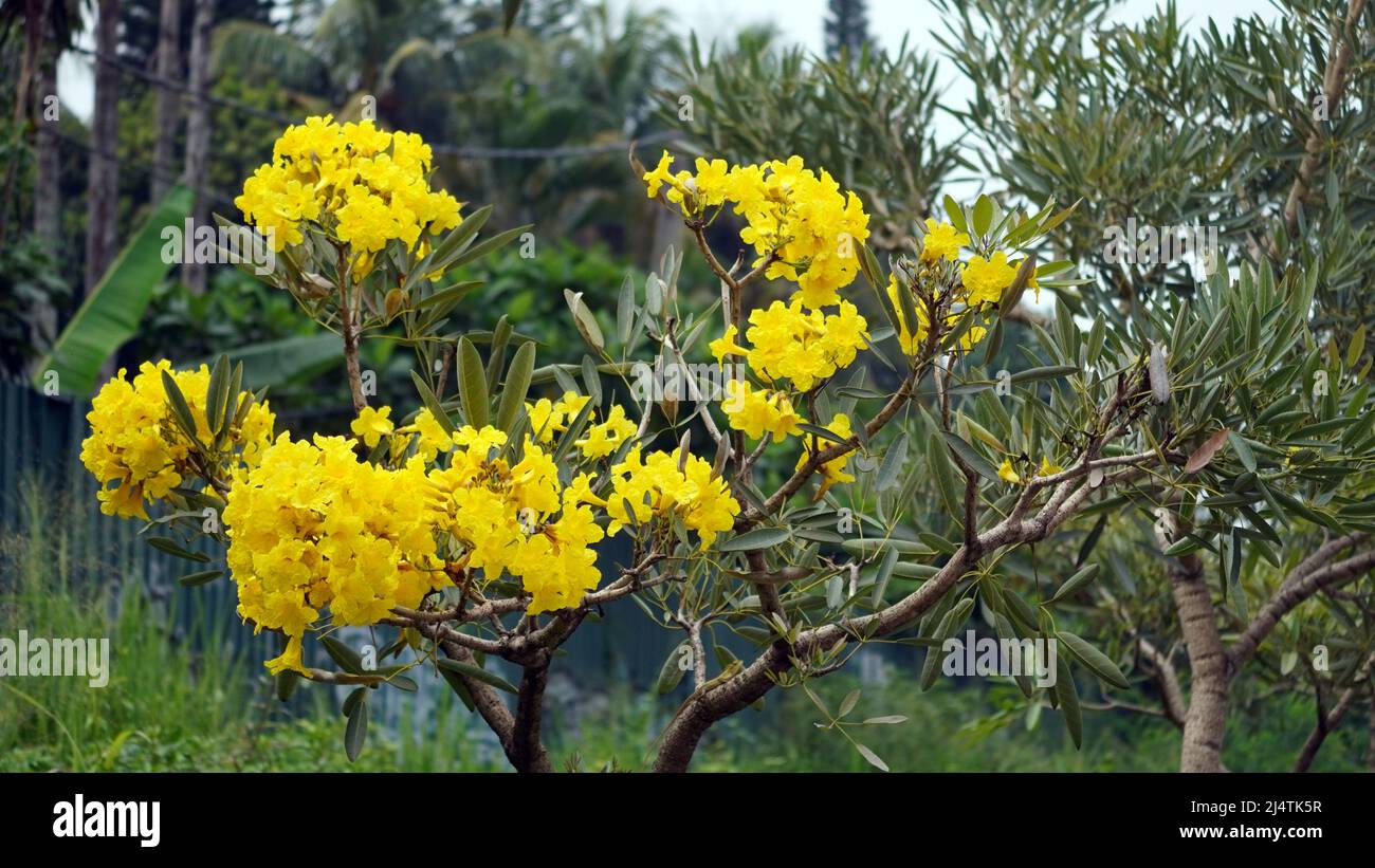 Yellow tabebuya hi-res stock photography and images - Alamy