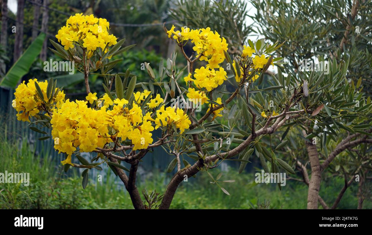 Yellow tabebuya hi-res stock photography and images - Alamy