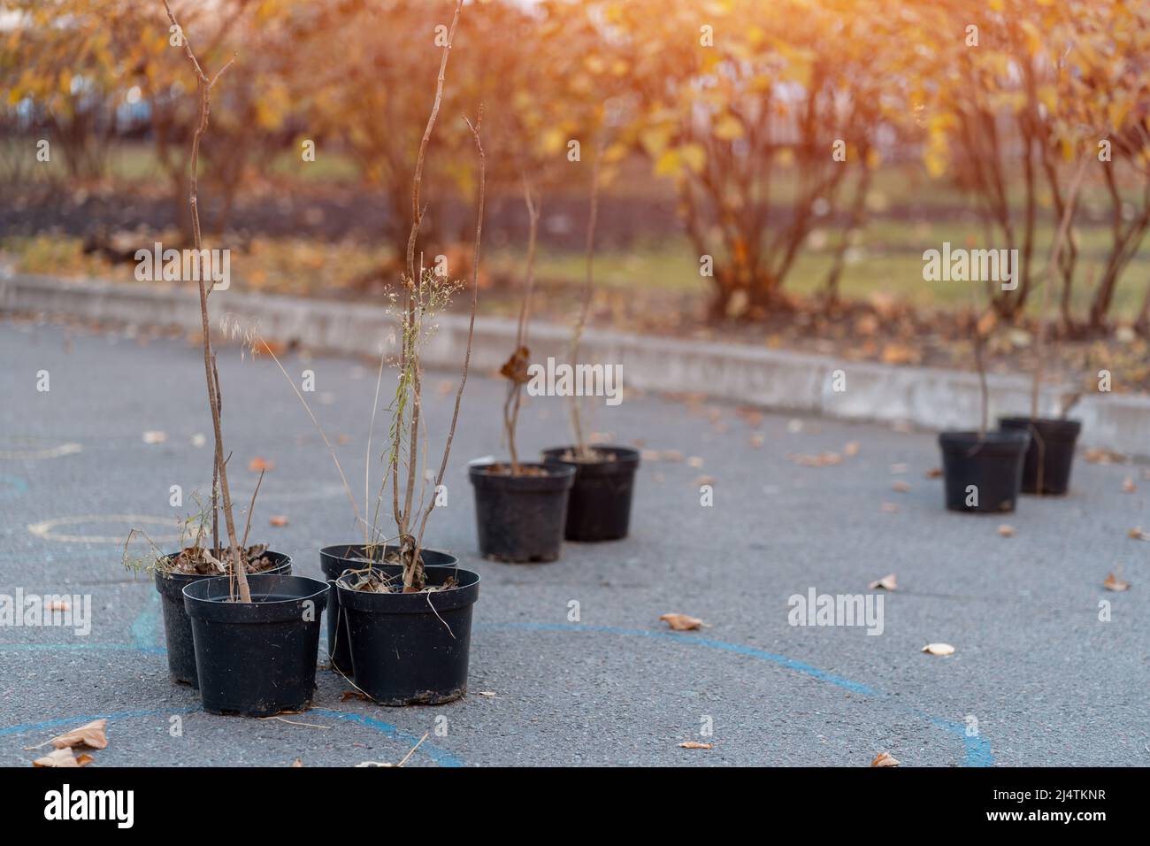 reforestation or set of young tree sapling in pots for planting in fall ...