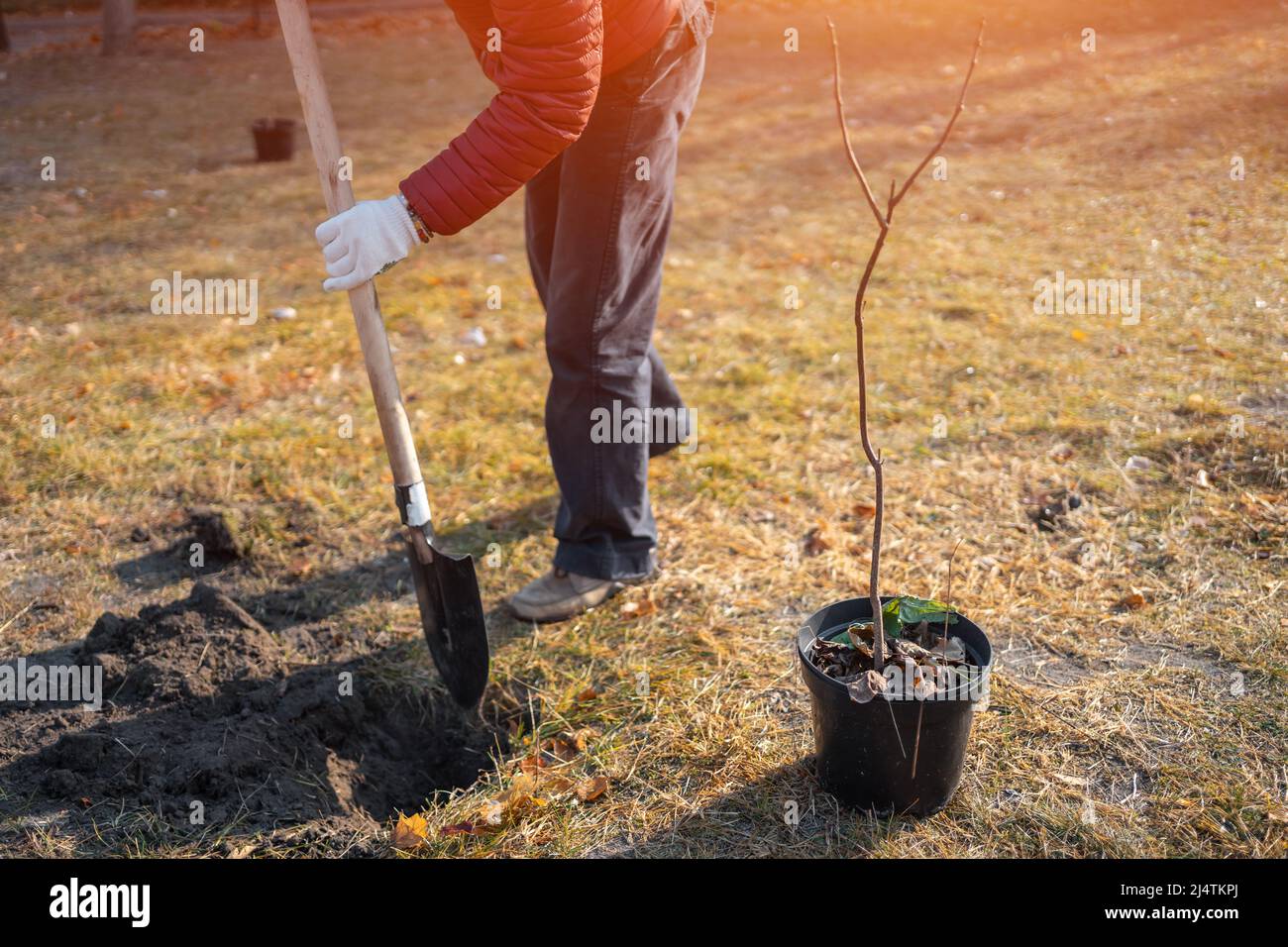 planting new trees with gardening tools or man with shovel digging ...