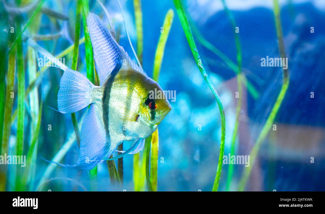 Angelfish swimming in the aquarium Stock Photo - Alamy