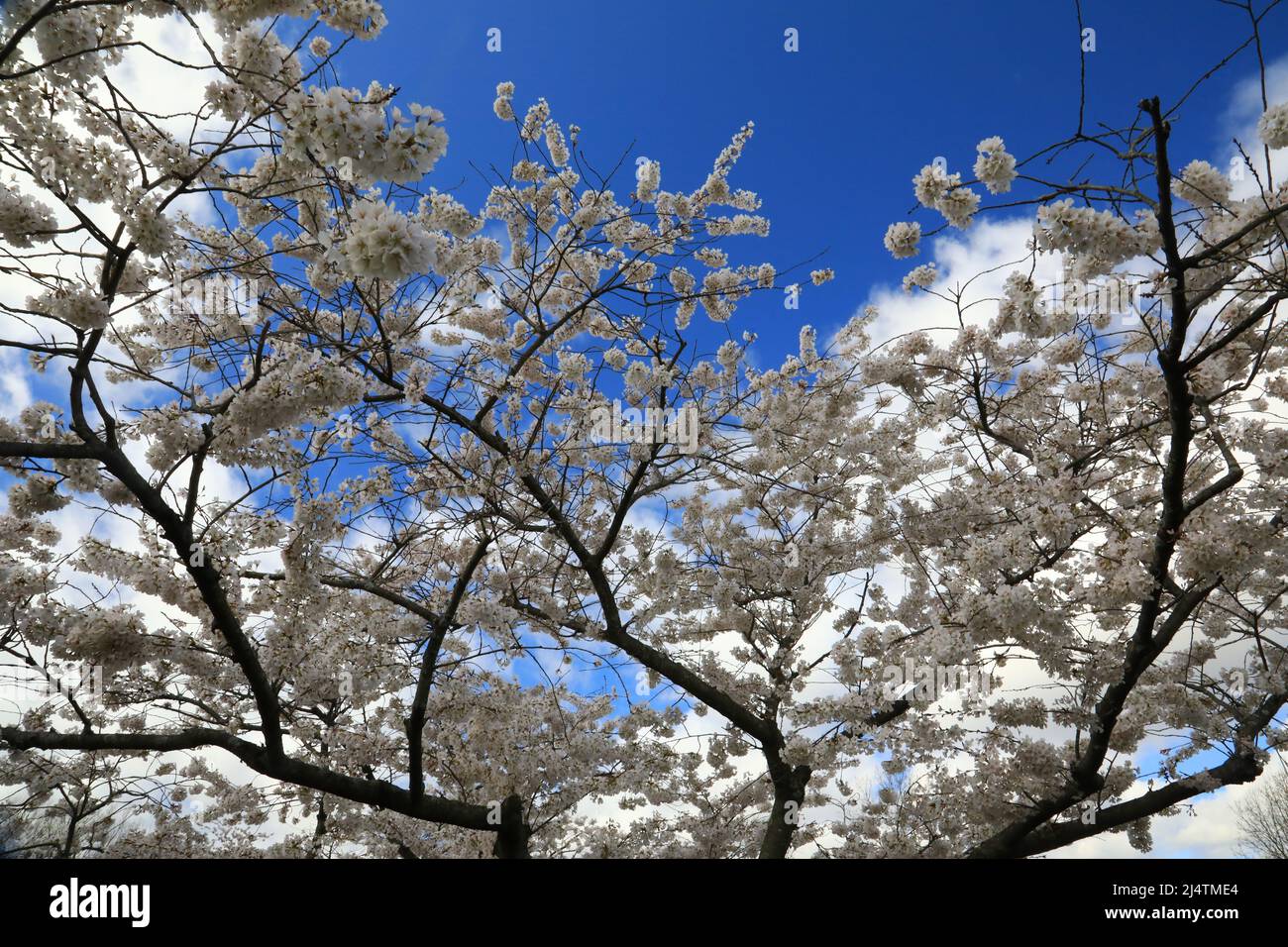 Beautiful Cherry Blossom tree Stock Photo - Alamy