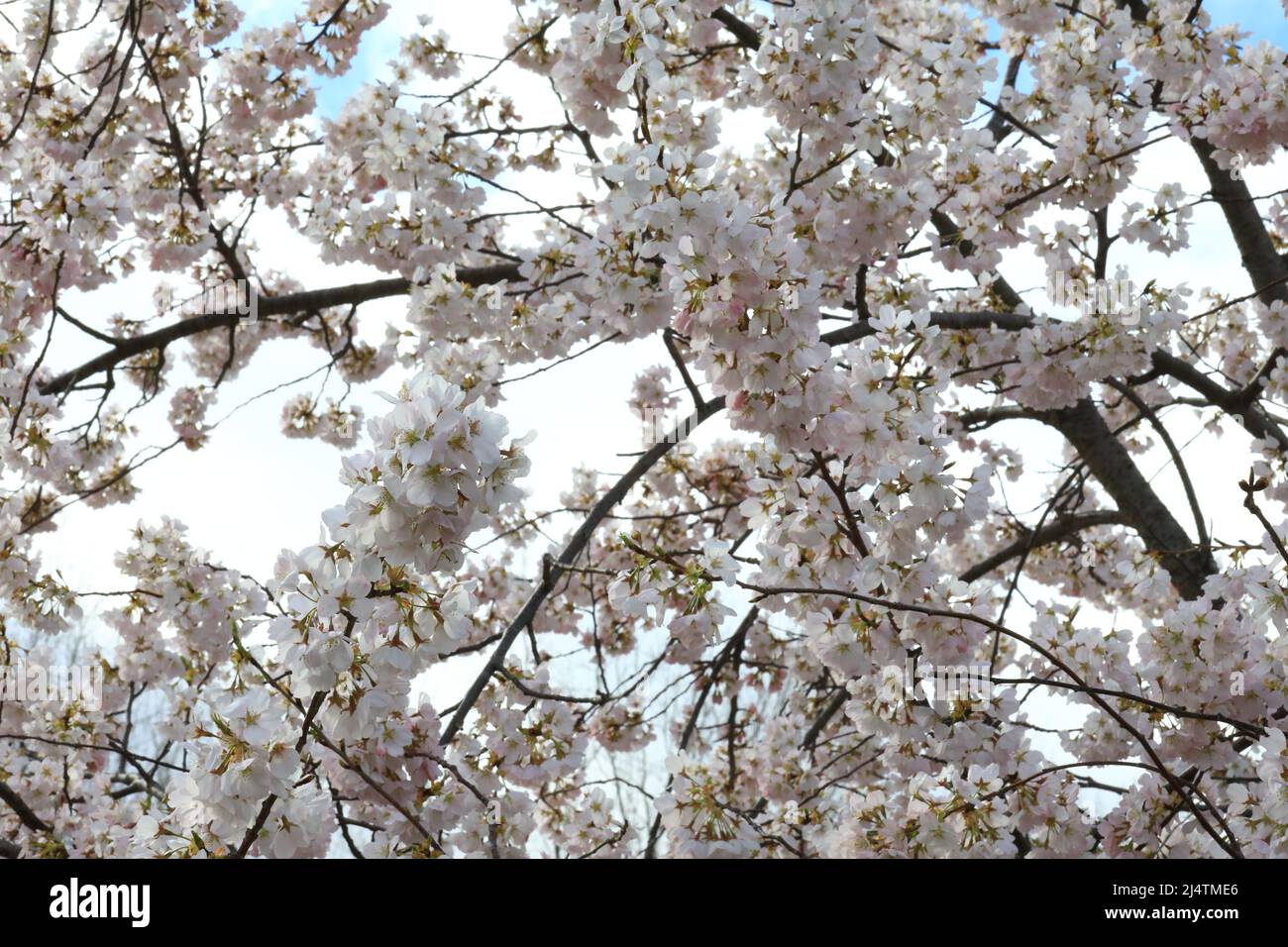 Japanese Sakura Tree Stock Photo - Alamy