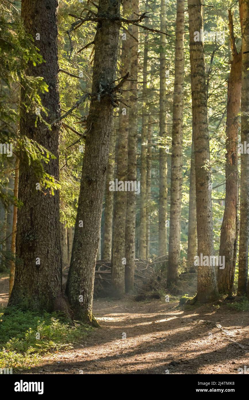 Scenic path through forest hi-res stock photography and images - Alamy