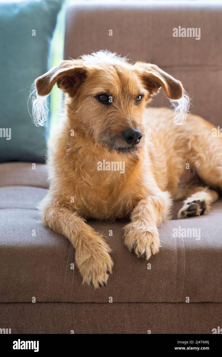 Bongo, a creole dog with magnificent ears Stock Photo - Alamy
