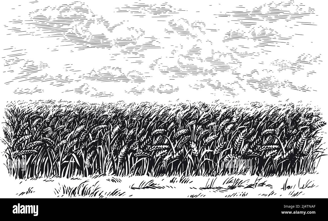 field hand drawing sketch engraving illustration style vector Stock ...