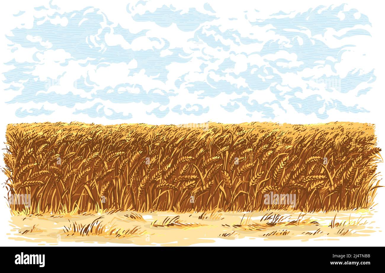 field hand drawing sketch engraving illustration style vector Stock ...