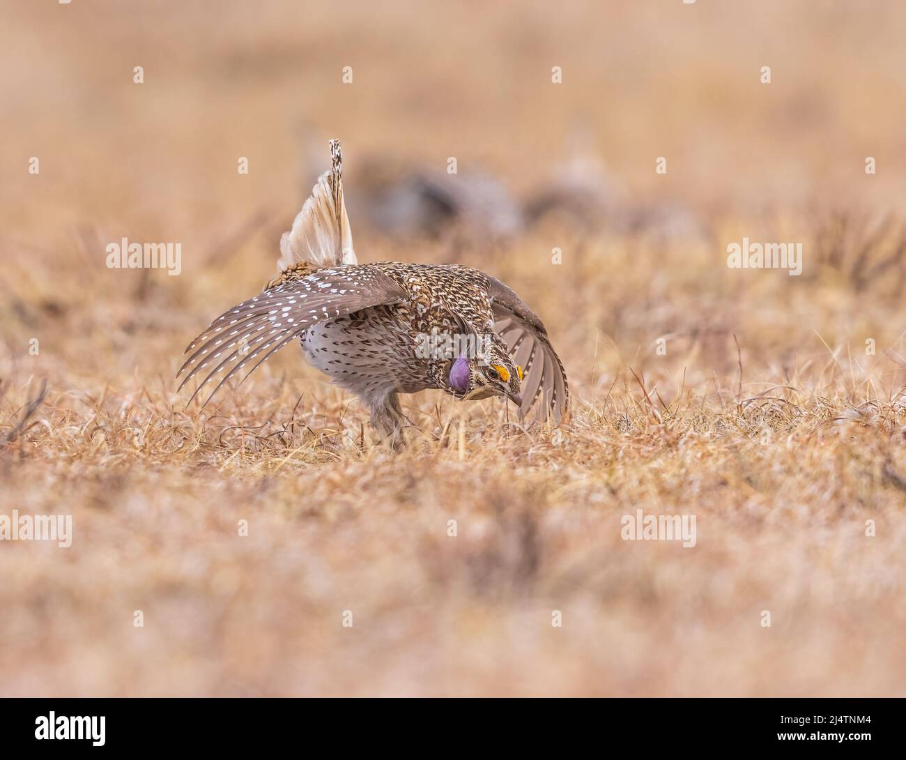 Sharp-tailed grouse dancing on a lek in northern Wisconsin Stock Photo ...