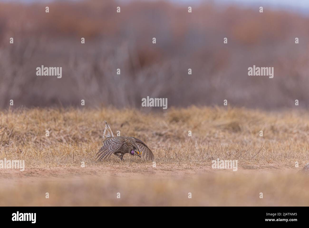 Sharp-tailed grouse dancing on a lek in northern Wisconsin Stock Photo ...