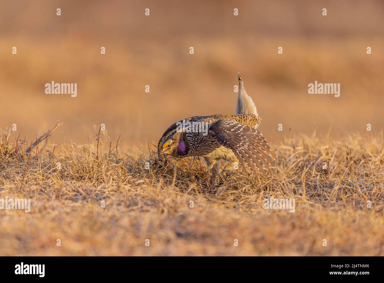 Sharp-tailed grouse dancing on a lek in northern Wisconsin Stock Photo ...