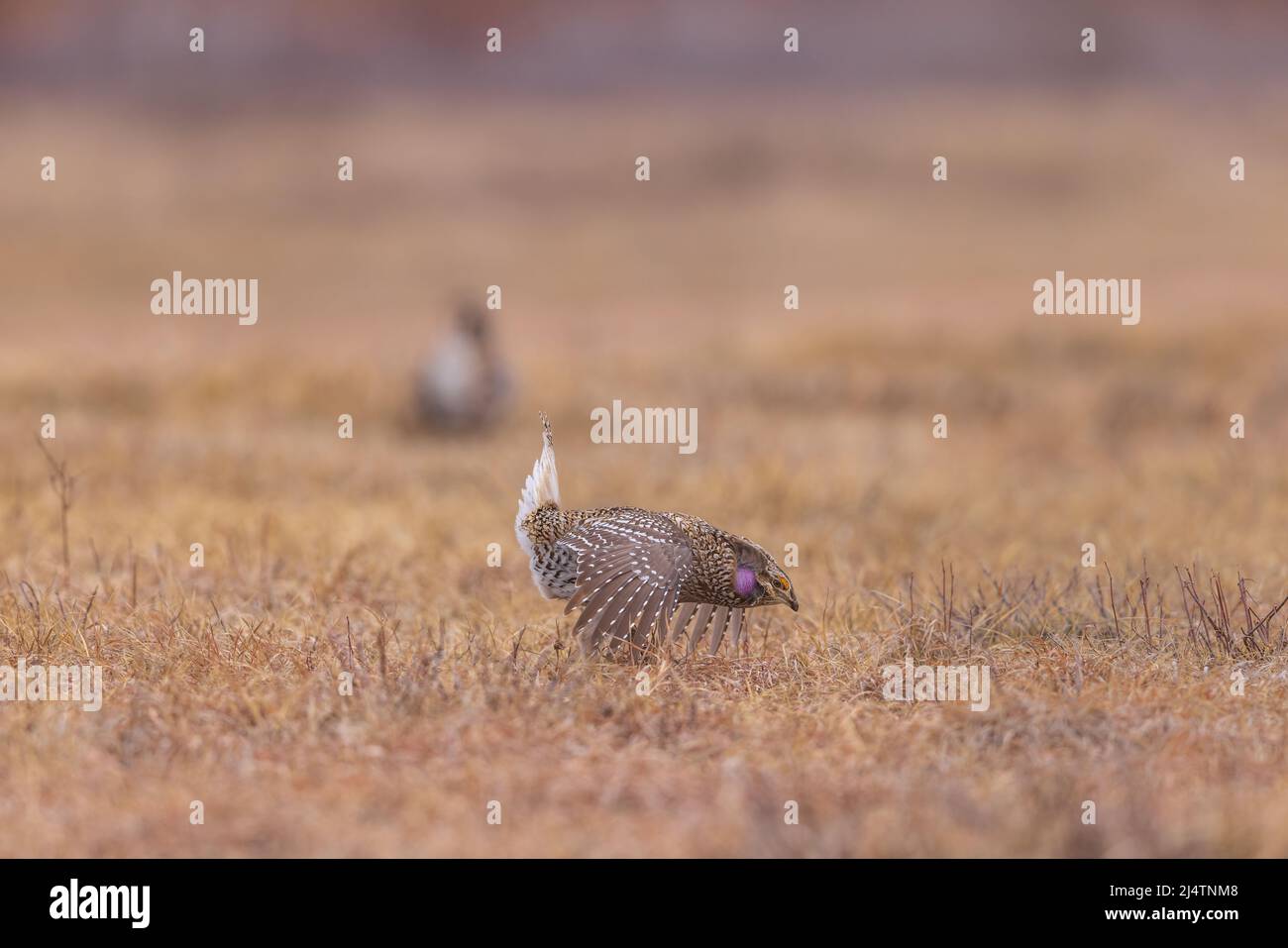 Sharp-tailed grouse dancing on a lek in northern Wisconsin Stock Photo - Alamy