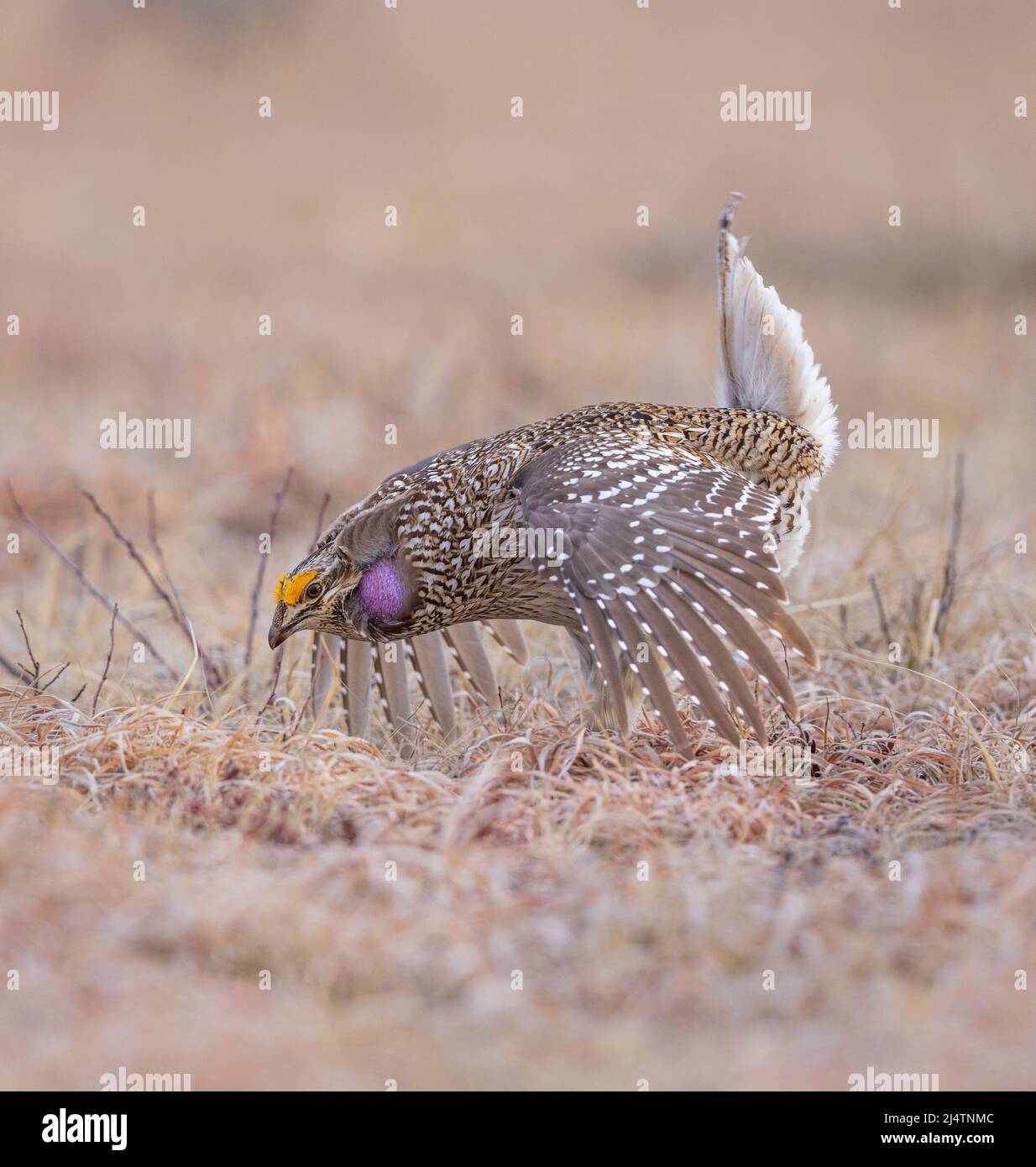 Sharp-tailed grouse dancing on a lek in northern Wisconsin Stock Photo ...