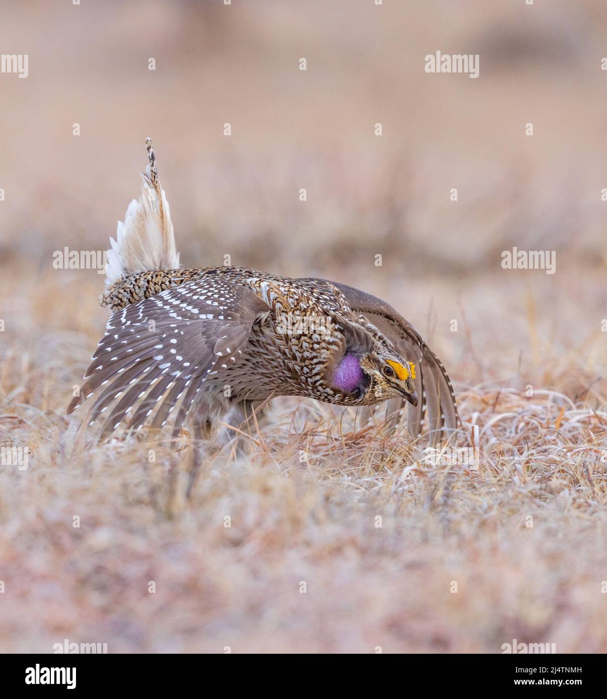 Sharp-tailed grouse dancing on a lek in northern Wisconsin Stock Photo - Alamy