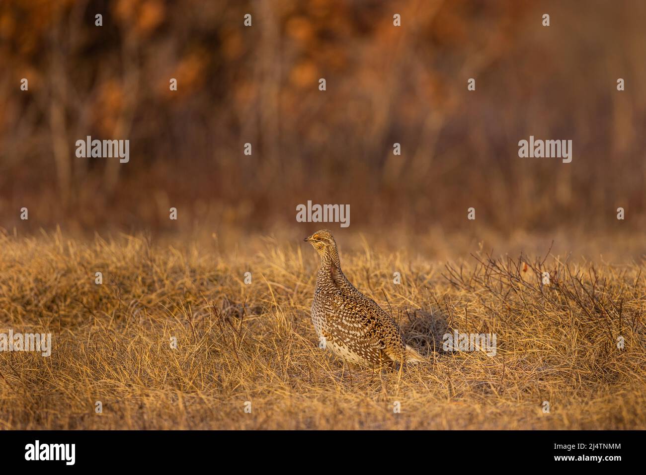 Sharp-tailed grouse in northern Wisconsin Stock Photo - Alamy