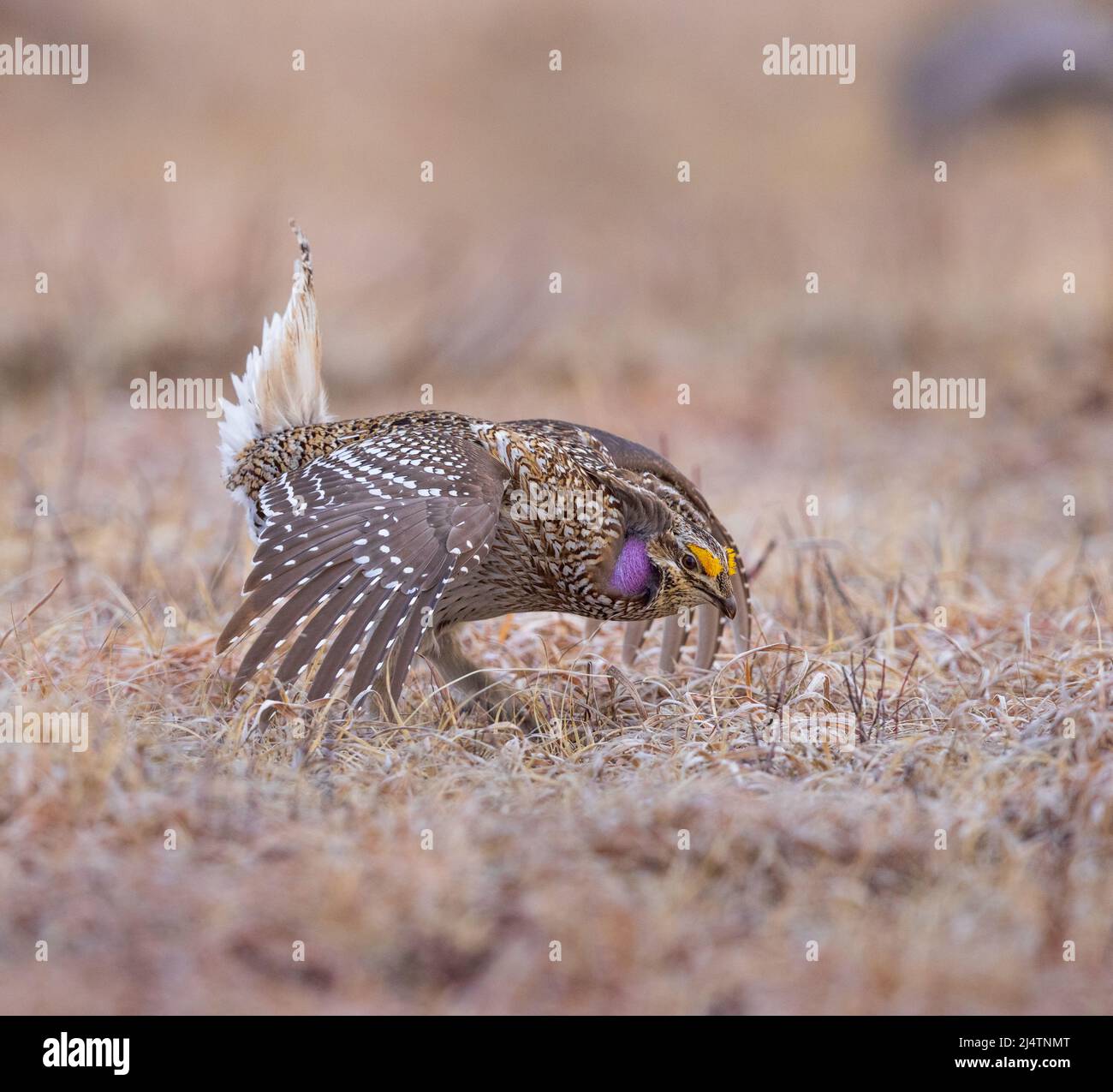 Sharp-tailed grouse dancing on a lek in northern Wisconsin Stock Photo ...