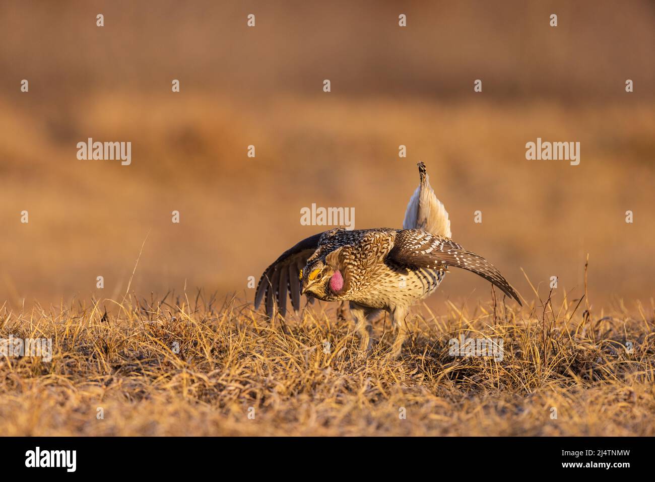 Sharp-tailed grouse dancing on a lek in northern Wisconsin Stock Photo ...