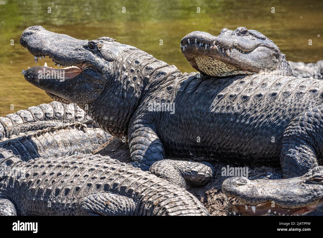 American alligators (Alligator mississippiensis) basking in the sun at ...