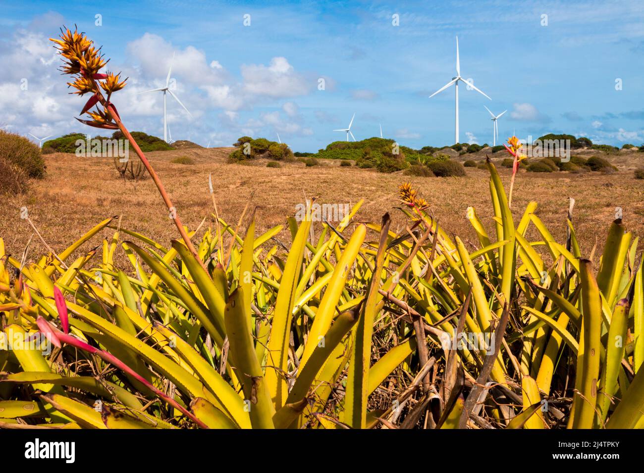 wind turbines in a wind farm in a field with bromeliads, rio do fogo ...