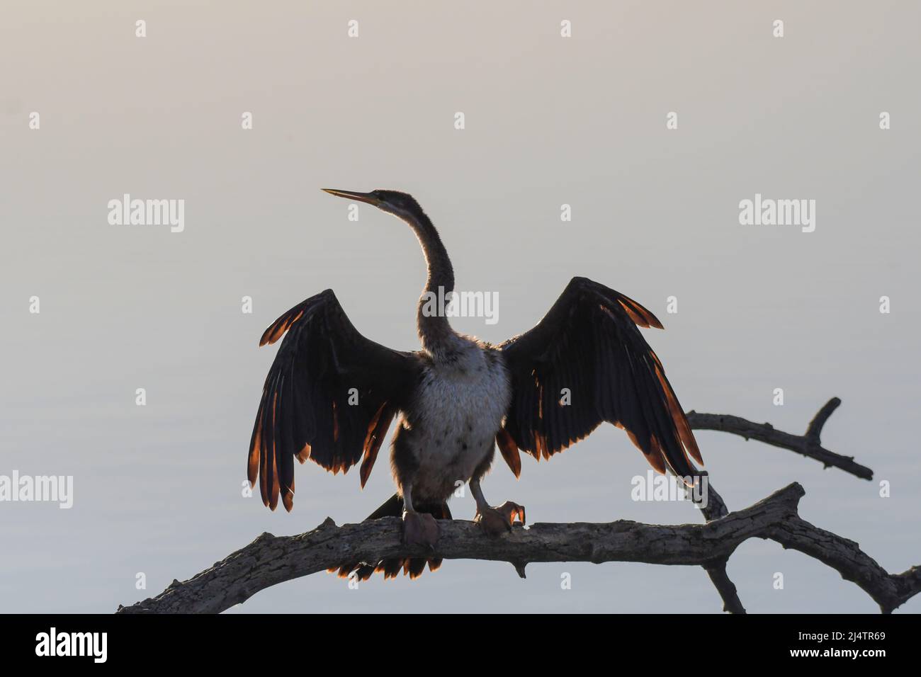 African darter or snakebird perched in a reserve in Gauteng south ...
