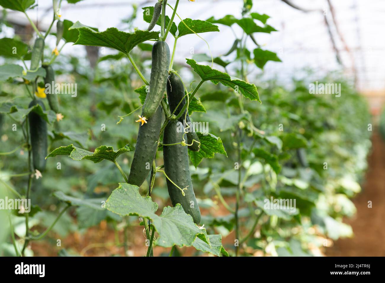 Organic cucumbers cultivation Stock Photo - Alamy