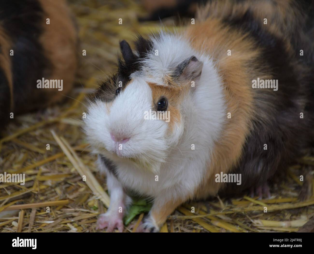 Cute Guinea pig pet animals used for science experiments Africa Stock ...