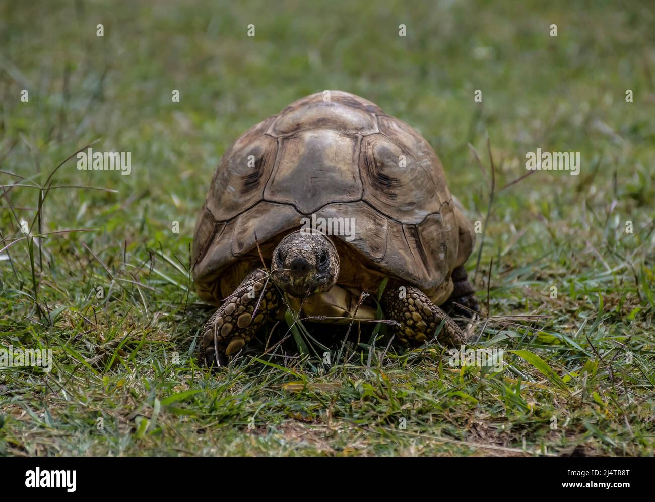 Leopard tortoise with hard shell in africa Stock Photo - Alamy