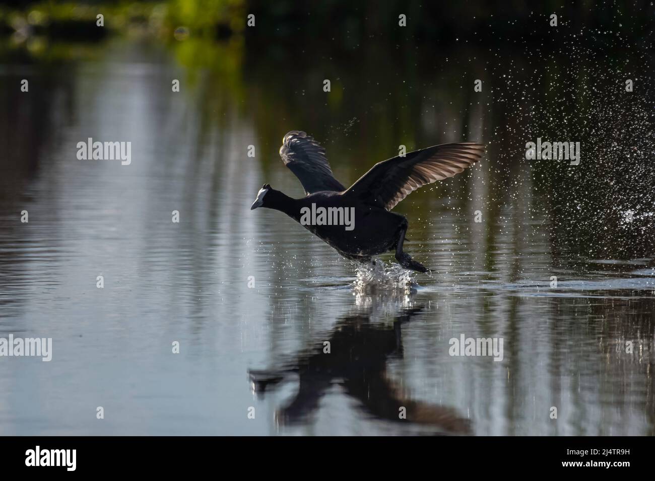 Red knobbed coot bird in action during sunset in Marievale South Africa ...