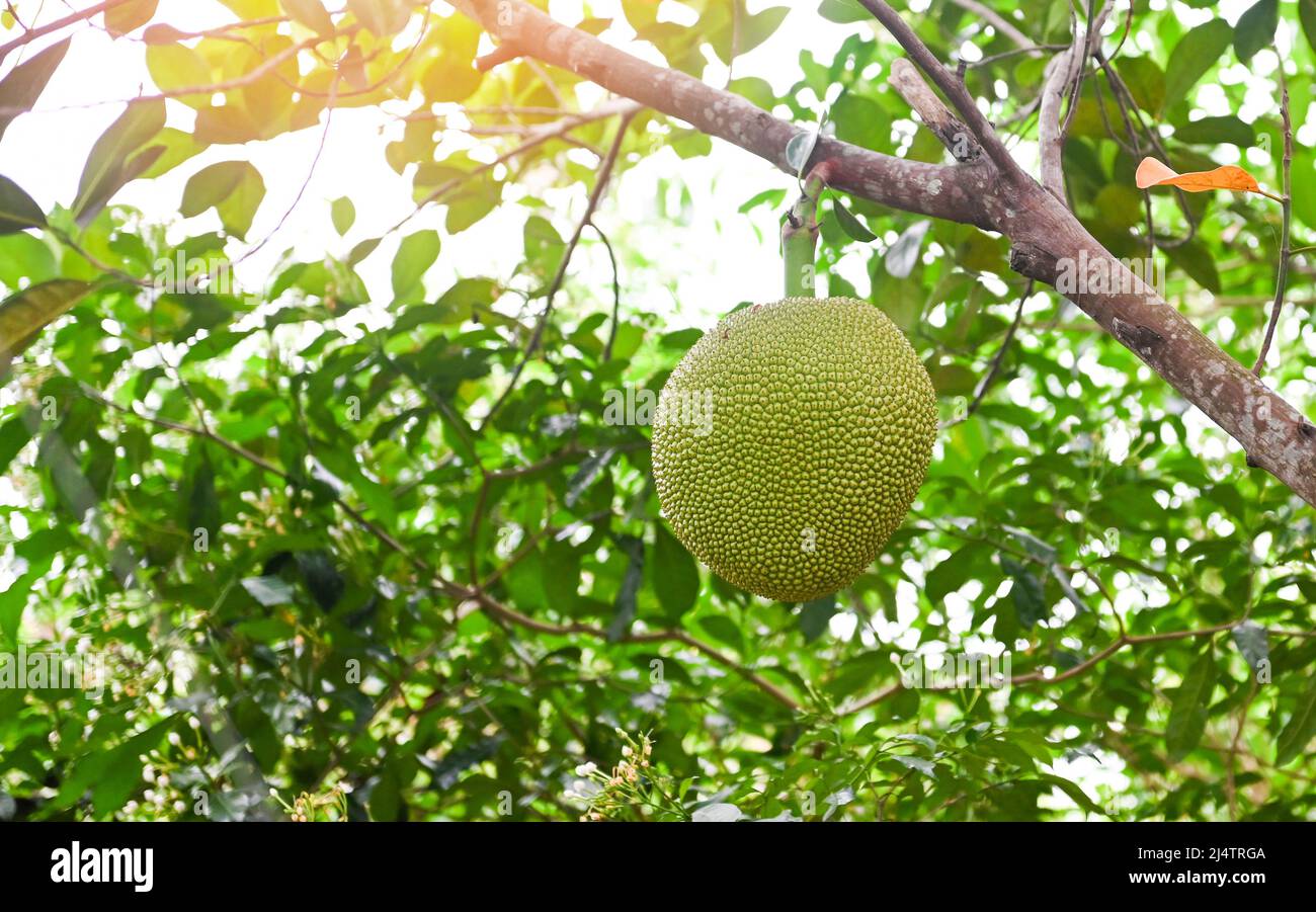 jackfruit on the jackfruit tree tropical fruit summer on nature leaf ...