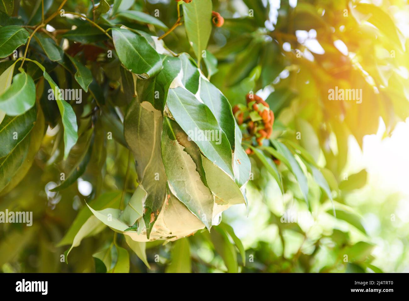 Red ant nest on lychee tree, Ant nest with leaf on green tree Stock ...