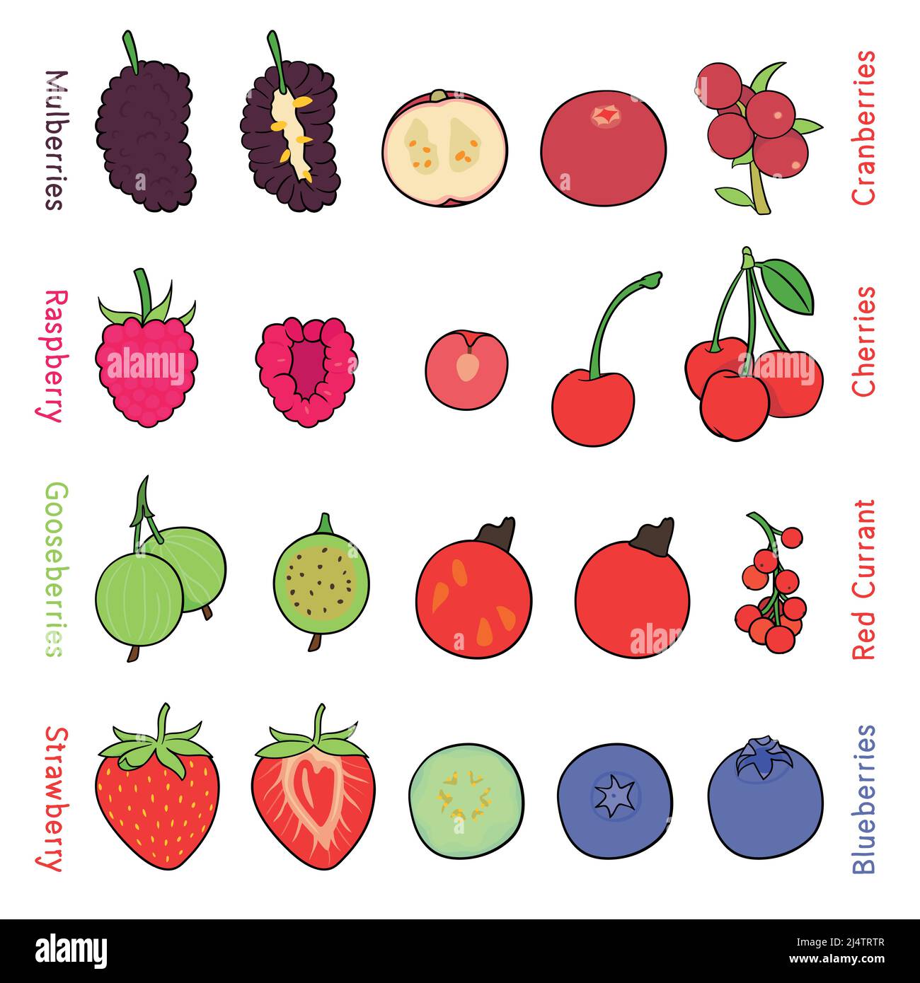 Collection of various hand drawn, flat colored berries, isolated on a ...