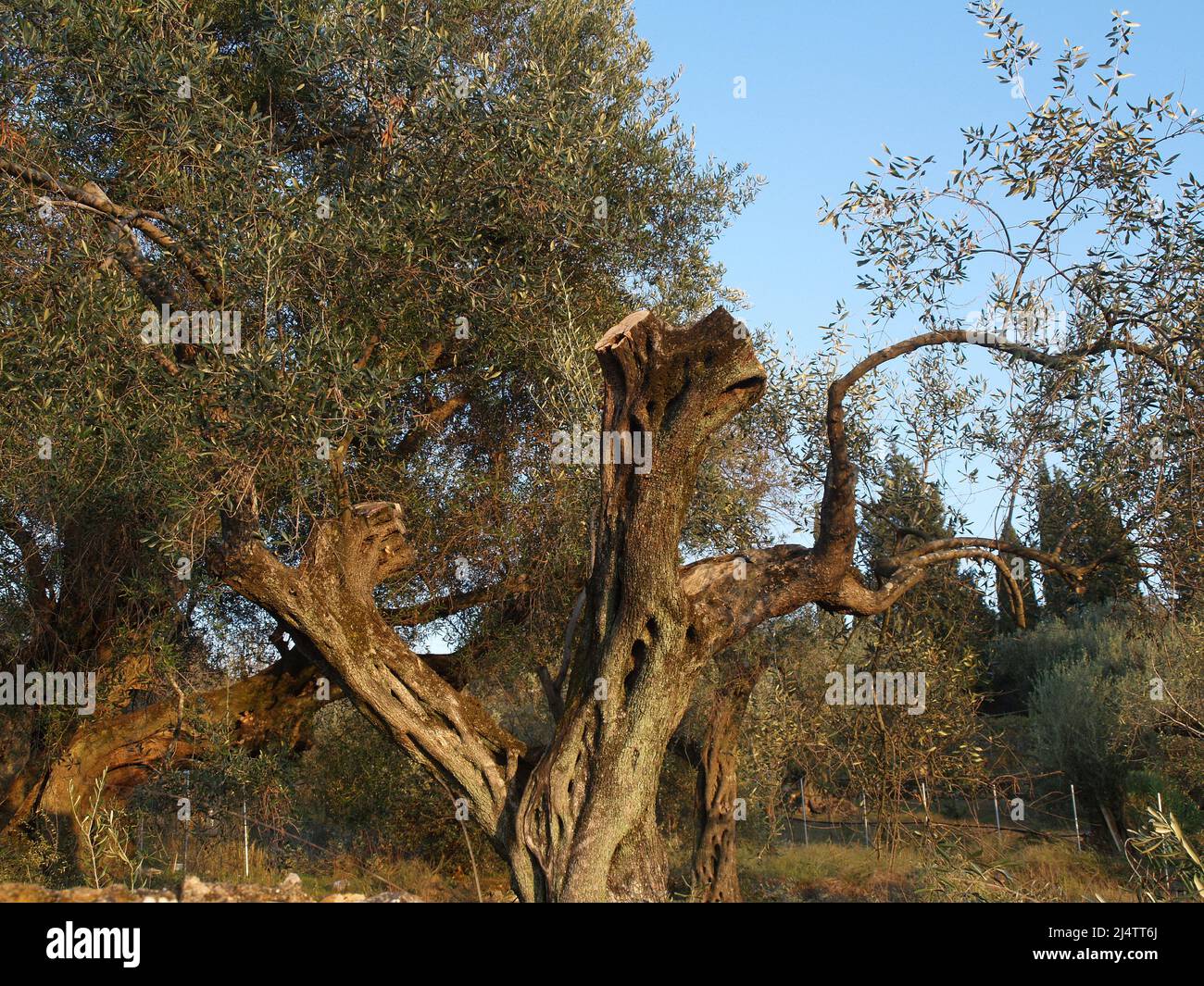 Corfu greece olive press hi-res stock photography and images - Alamy