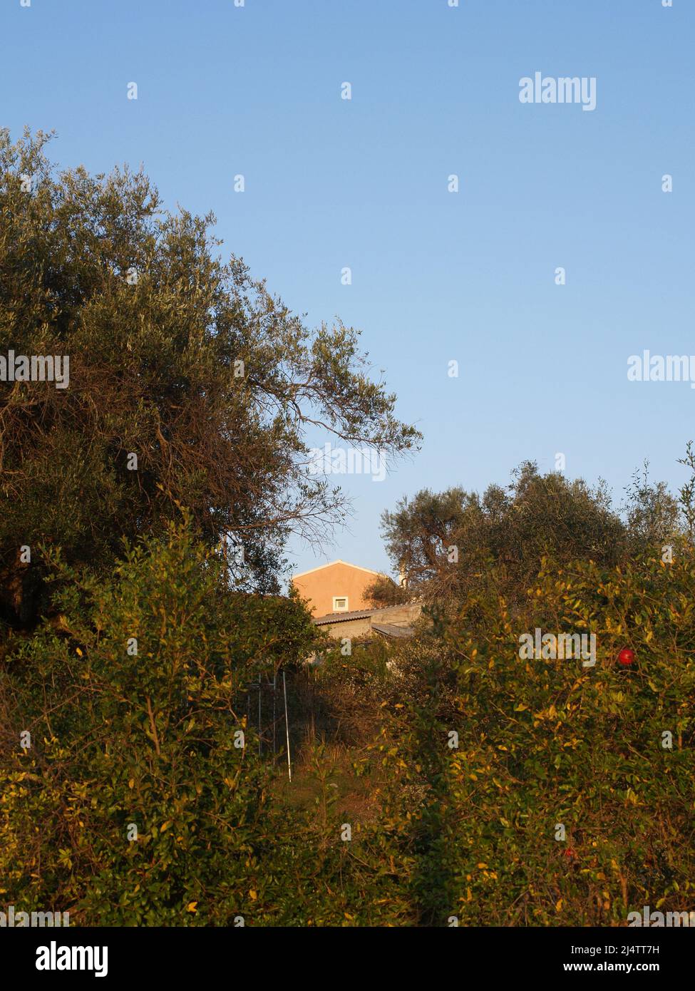 Corfu olive trees hi-res stock photography and images - Alamy