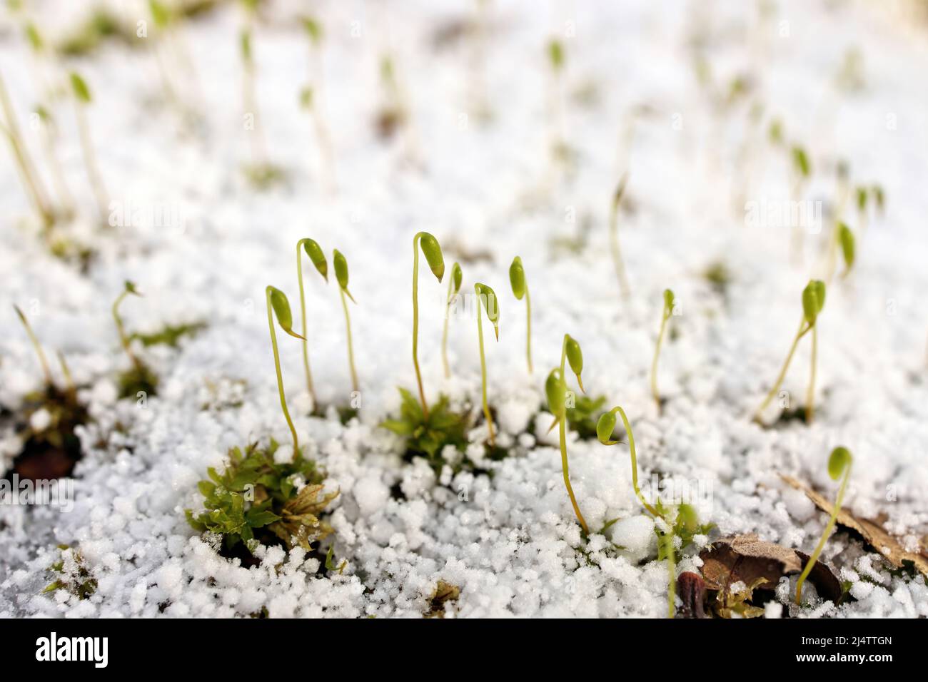 Grass poking through snow hi-res stock photography and images - Alamy