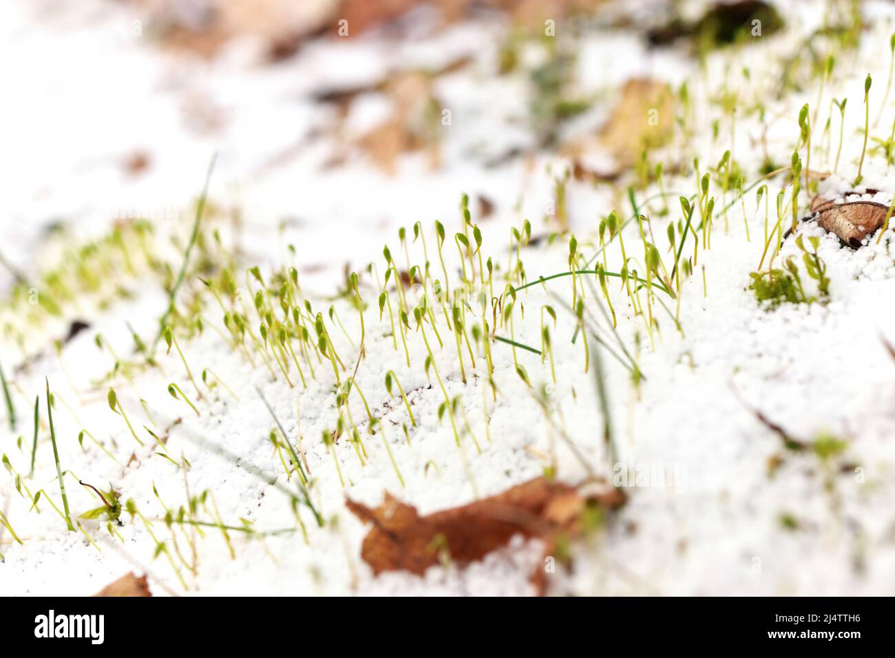 Grass poking through snow hi-res stock photography and images - Alamy
