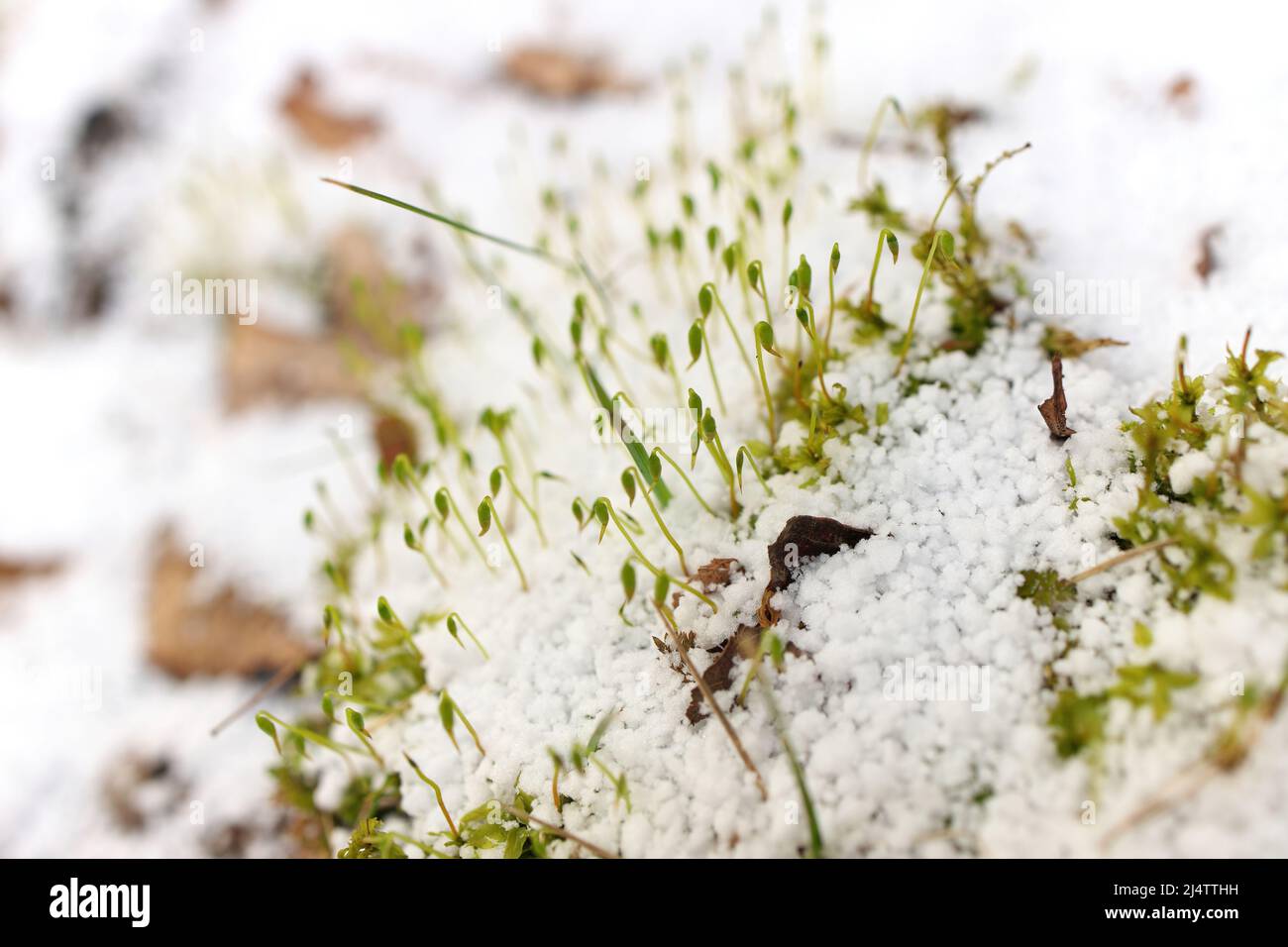 Young Sphagnum Moss Shoots Sprout Through a Fresh Layer of Graupel Snow ...