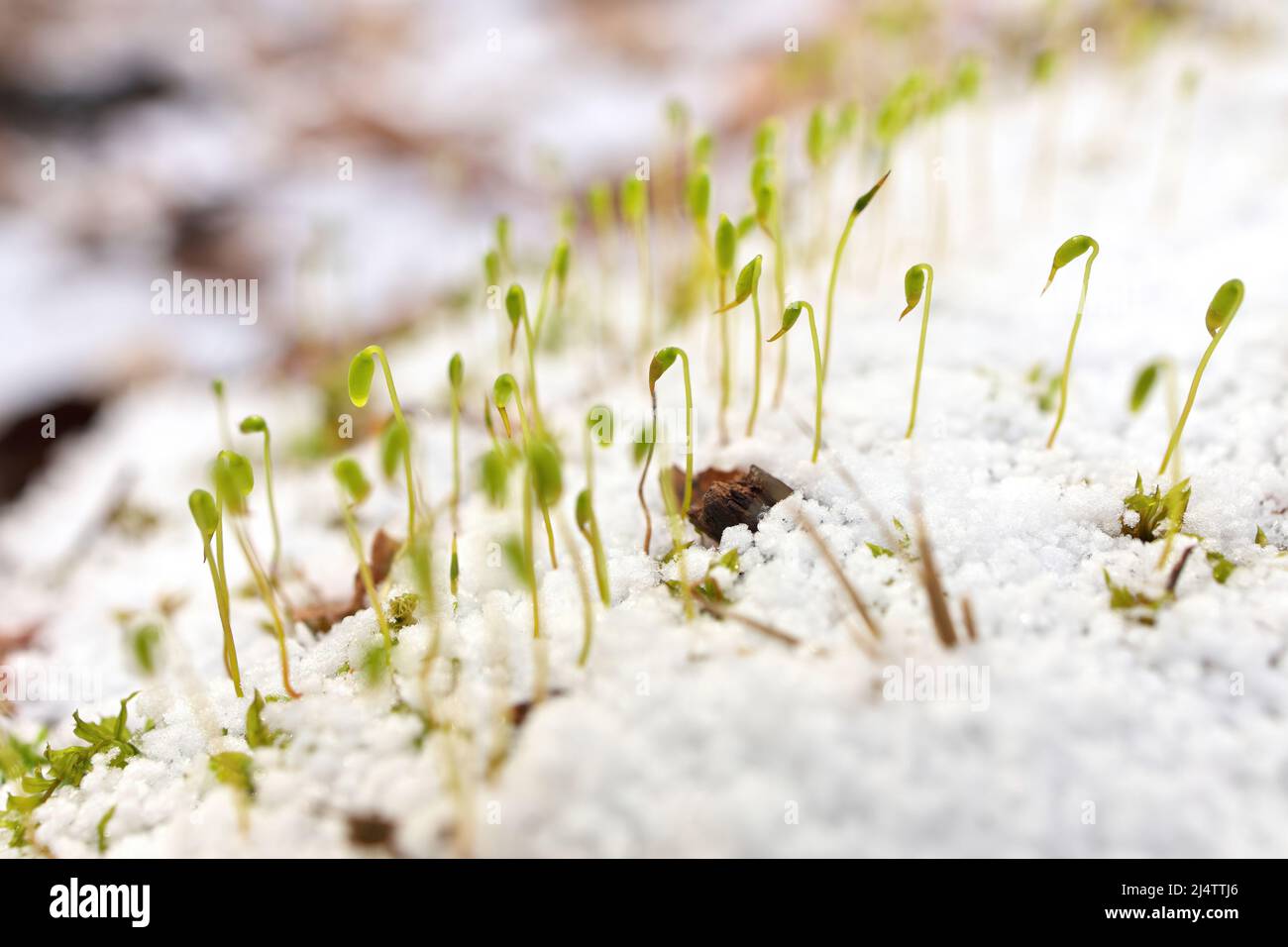 Grass poking through snow hi-res stock photography and images - Alamy