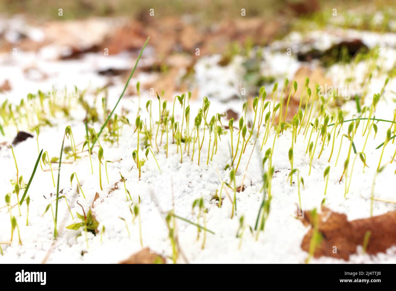 Grass poking through snow hi-res stock photography and images - Alamy