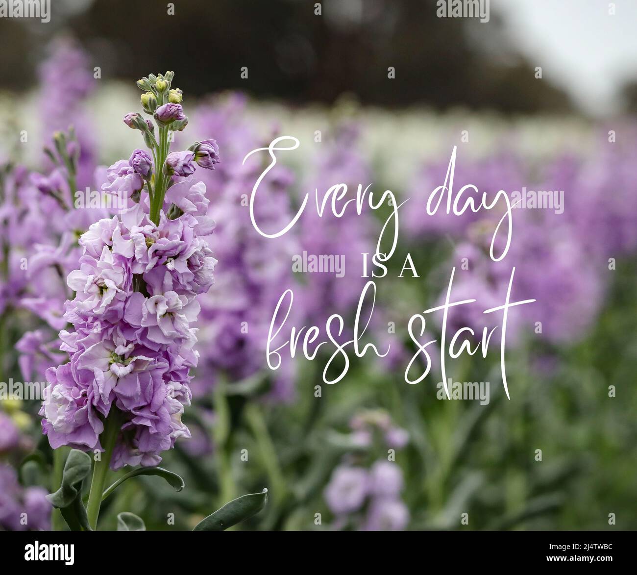 Affirmations motivation hi-res stock photography and images - Alamy