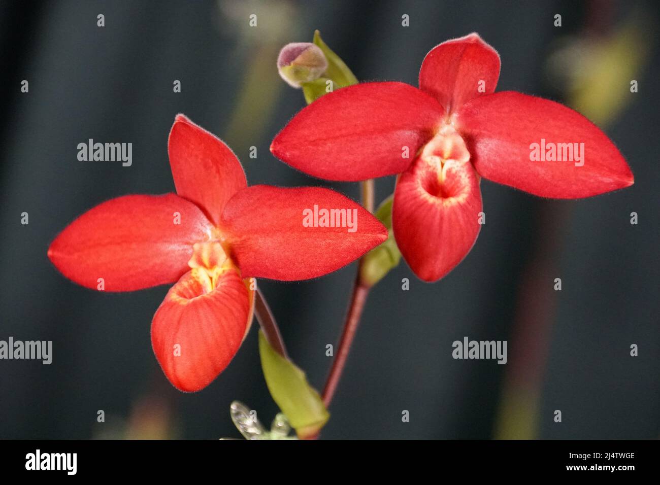 The bright red Phrag Jason Fischer 'Phoenix Rising' orchids Stock Photo ...