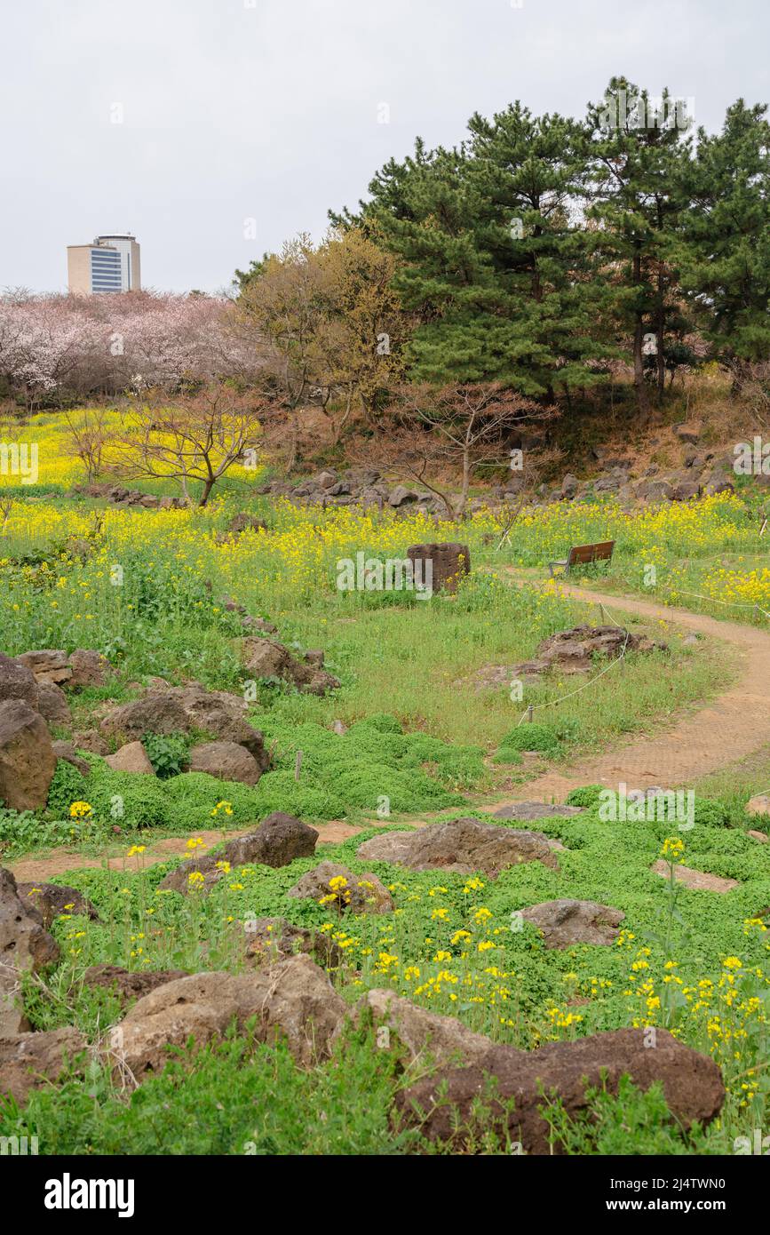 Spring of Sinsan Park in Jeju island, Korea Stock Photo - Alamy