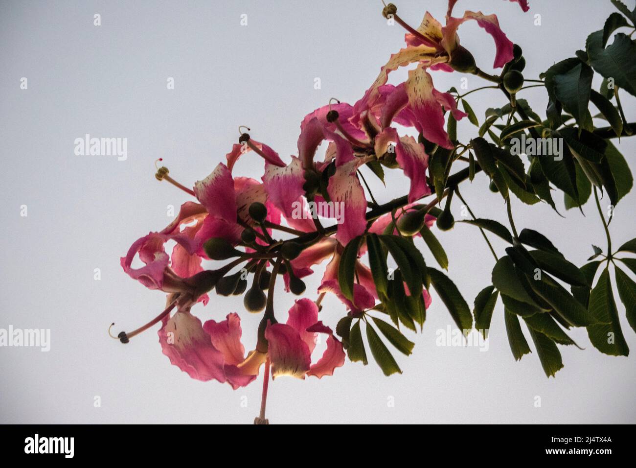 Pink flowers of a ceiba tree Stock Photo - Alamy