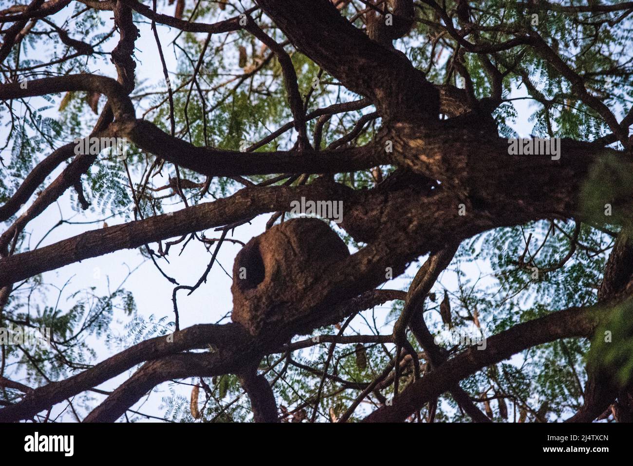 Hornero nests in the branches of a tree. Furnarius rufus Stock Photo ...