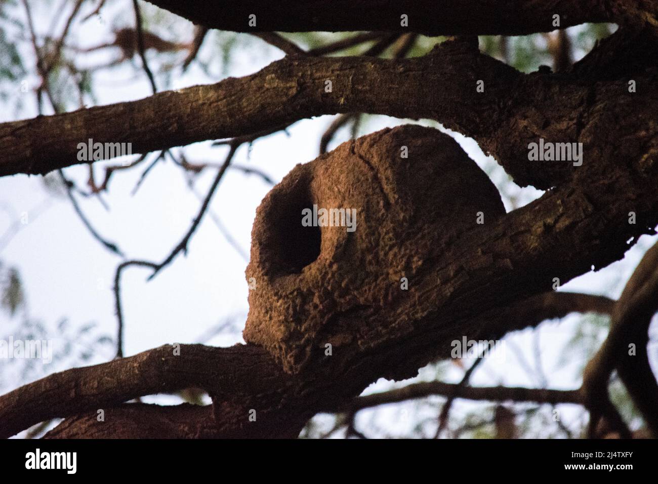 Hornero nests in the branches of a tree. Furnarius rufus Stock Photo ...