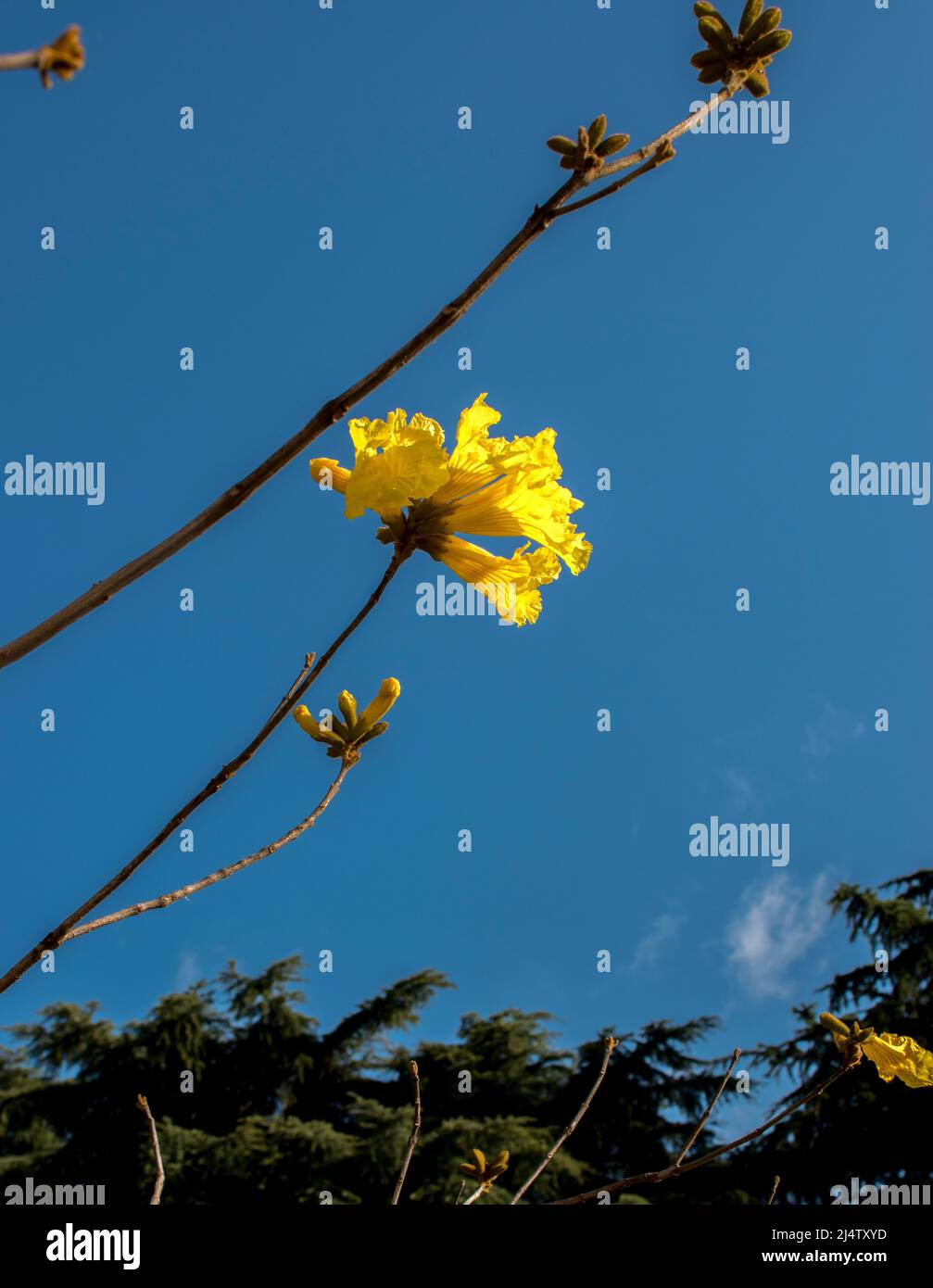 Lapacho tree hi-res stock photography and images - Alamy