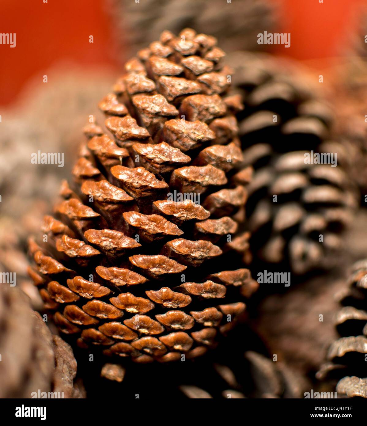 Florida pine cones hi-res stock photography and images - Alamy