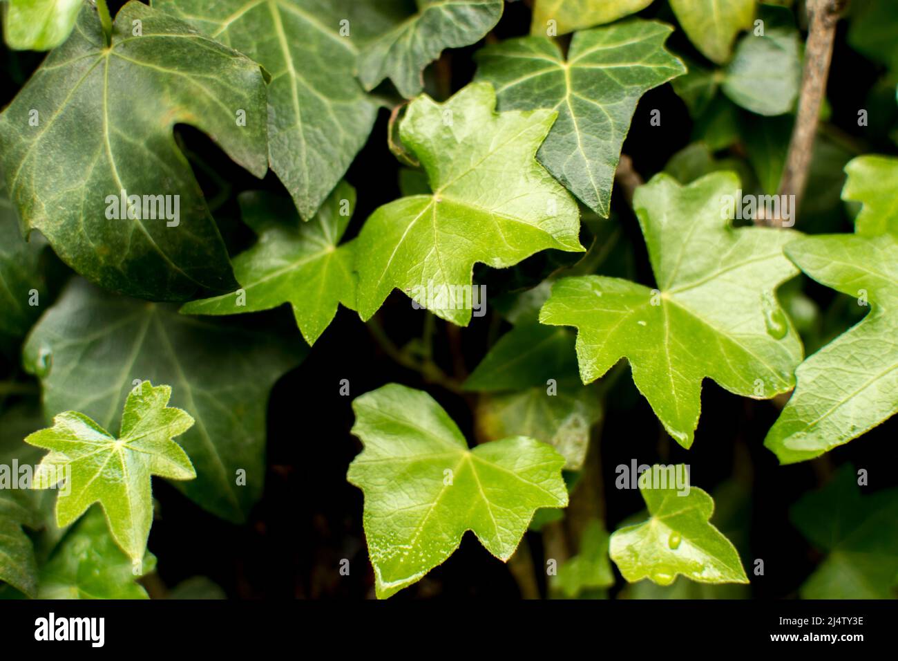 Wallpaper ivy hi-res stock photography and images - Alamy