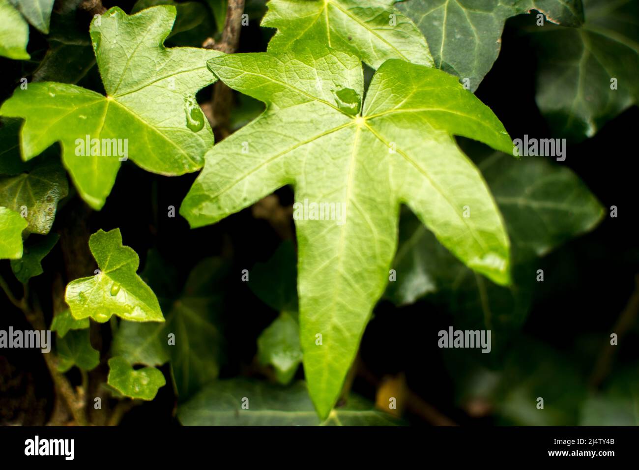 Ivy wallpaper hi-res stock photography and images - Alamy