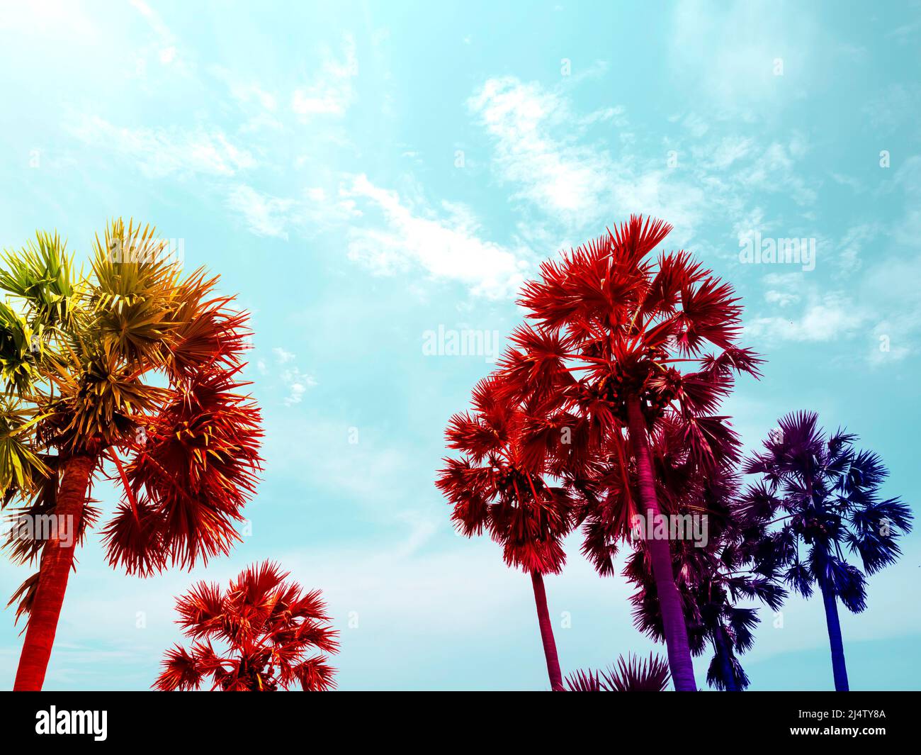 Colorful coconut palm trees on summer blue sky, beautiful tropical ...