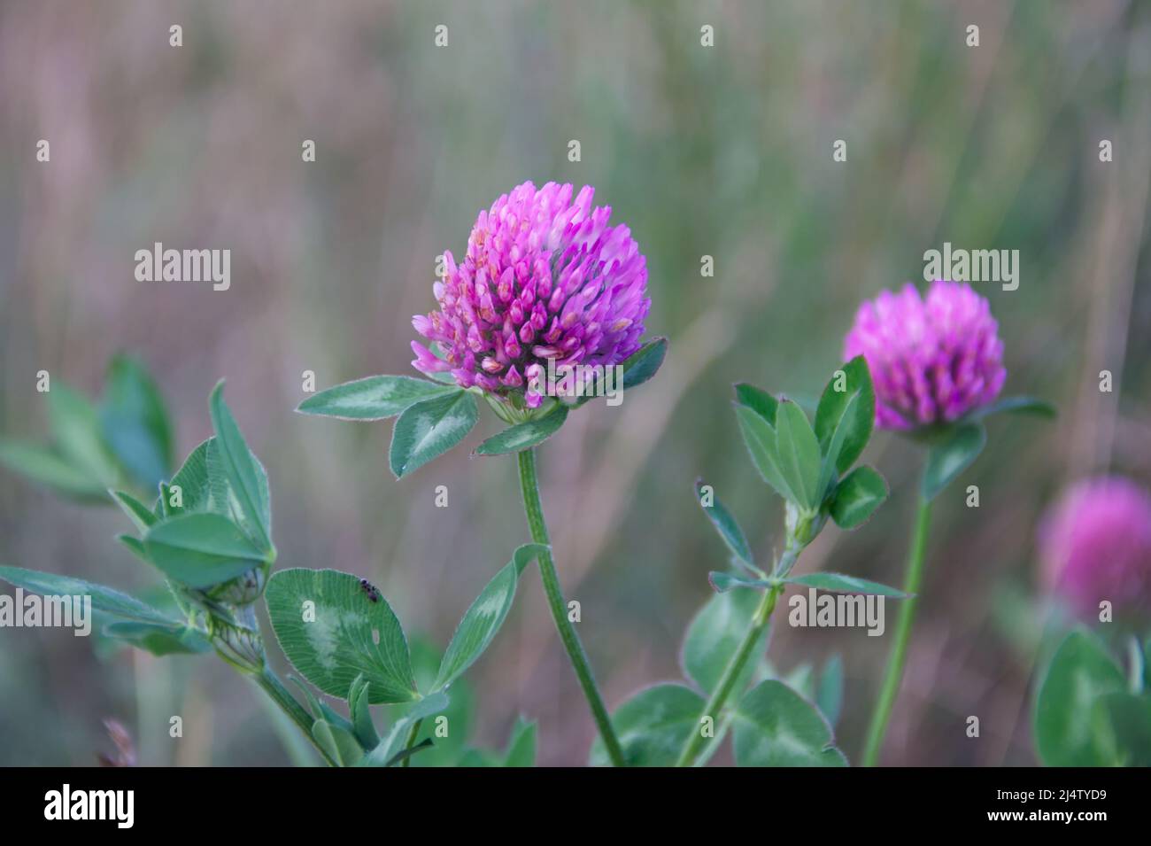 Trefoil petals hi-res stock photography and images - Alamy